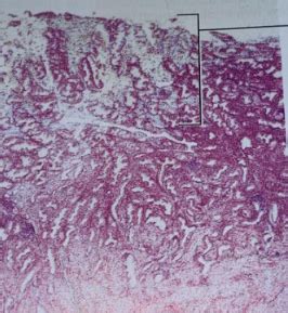 HAP LAB EXAM 3 Histology Flashcards Quizlet HAP LAB EXAM 3 Histology Flashcards Quizlet