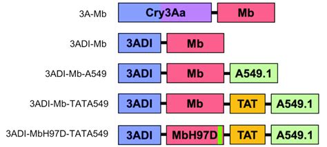 Figure S1 Schematic Representation Of Mb Containing Constructs Download Scientific Diagram