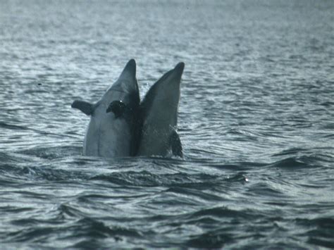 Meeresakrobaten Lets Talk About Dolphin Sex