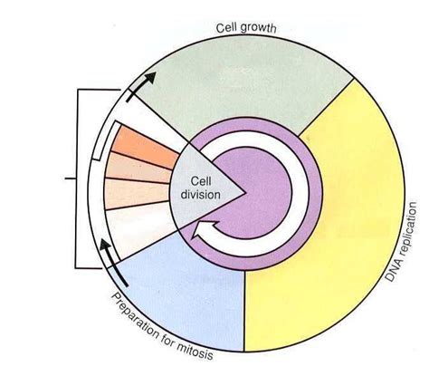biology ii chapter 9 cellular reproduction diagram quizlet