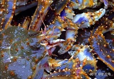 阿拉斯加帝王蟹，分为红蟹和蓝蟹。煮熟之后，怎么区分？ 知乎