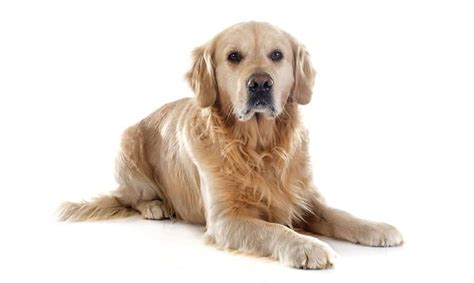 What Is The Best Brush For Golden Retrievers