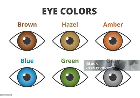 Vector Set Of Human Eye Color Range Brown Hazel Amber Blue Green And