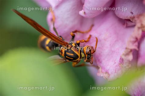 花の蜜を吸うハチの写真素材 229300212 イメージマート