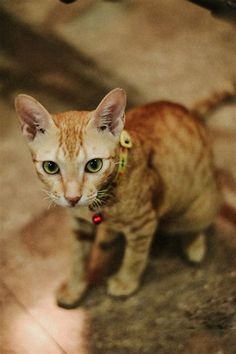 Purr On Behance