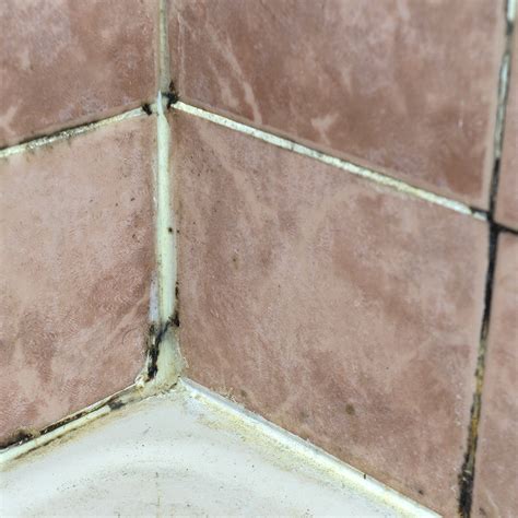 Types Of Mold How To Identify At Mitchell Leadbeater Blog