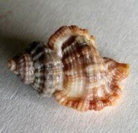 Cymatium labiosum Wood W 1828 SHELLS MUŠLE LASTURY