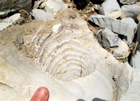 Lances North Texas Fossil Page Austin Chalk