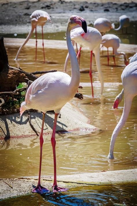 Greater Flamingo Bird Free Photo On Pixabay Pixabay