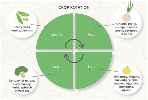 Crop Rotation for Home Vegetable Gardens
