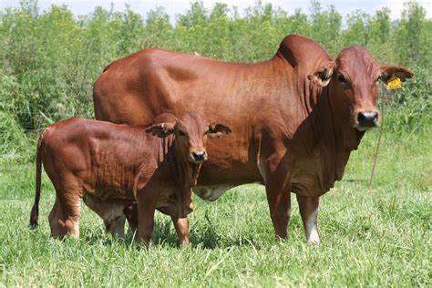 Boran Cattle Google Search Cattle Farming Cattle Ranching Cattle