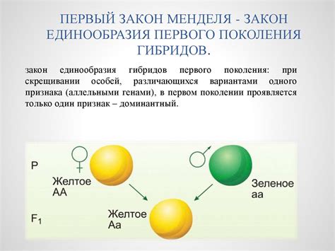 Основы генетики презентация онлайн