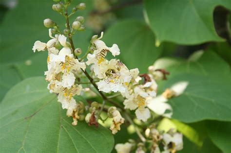 Catalpa 나무 노란 꽃 개오동나무에 대한 스톡 사진 및 기타 이미지 개오동나무 나무 0명 Istock