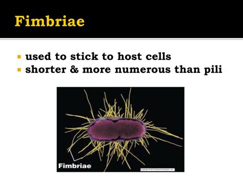 Ppt Bacteria And Archaea Powerpoint Presentation Free Download Id
