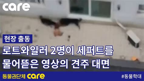 로트와일러 2명이 물어 뜯던 셰퍼드 그 현장으로 Youtube