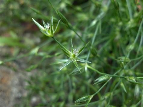Juncus Bufonius
