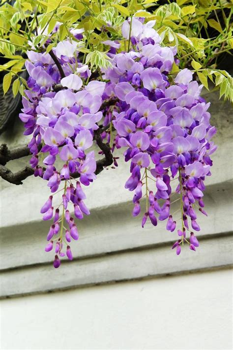 壁紙紫藤掛雲木花蔓宜陽春 密葉隱歌鳥香風留美人 每日頭條