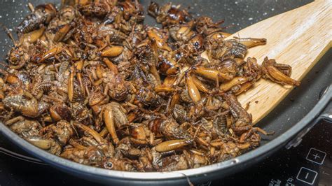 Gourmet Fried Crickets Splatvidz