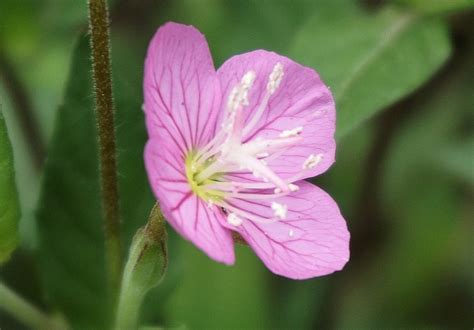 ユウゲショウ夕化粧の花 まったりはなちゃん