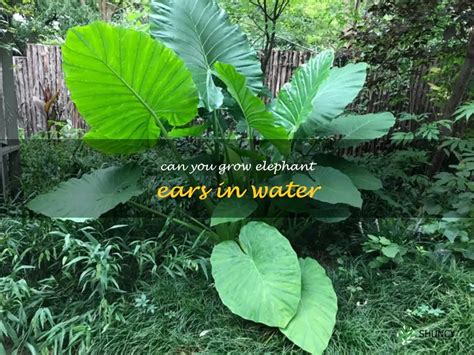How To Grow Elephant Ears In Water A Step By Step Guide Shuncy