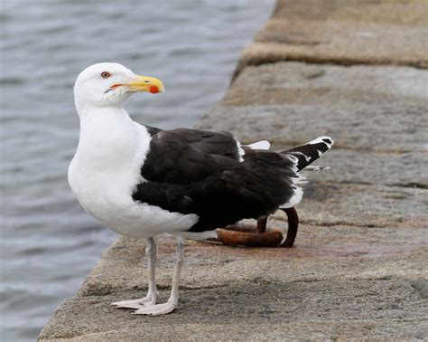 Racek Mořský Larus Marinus Chovzvířatcz