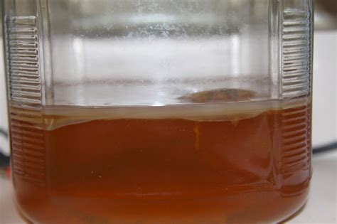 The Homemade Housewife Homemade Scoby For Making Kombucha