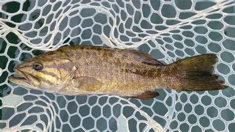 桧原湖オカッパリとボートはどっちが釣れる夏の釣行記2Days