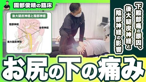 【お尻の下の痛み】痛みの原因『後大腿皮神経・陰部神経』に対するアプローチを実際の症例映像で解説！（園部俊晴の臨床） Youtube