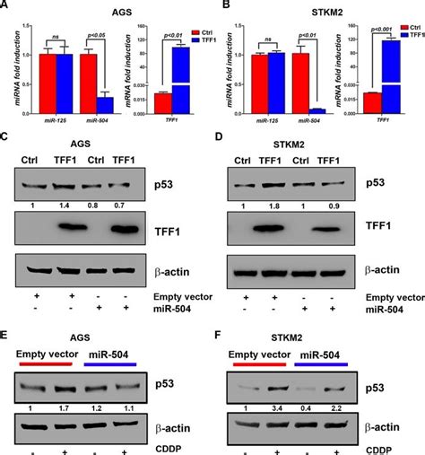 Ags And Stkm2 Cells Were Transiently Transfected With Ptt5 Empty Vector