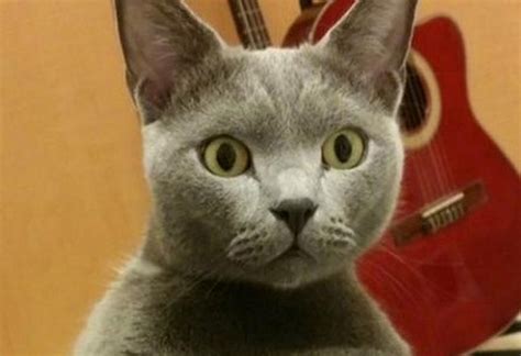 两只小猫伸手图片 两只小猫图片 两只小猫卡通图片 文秘苑图库