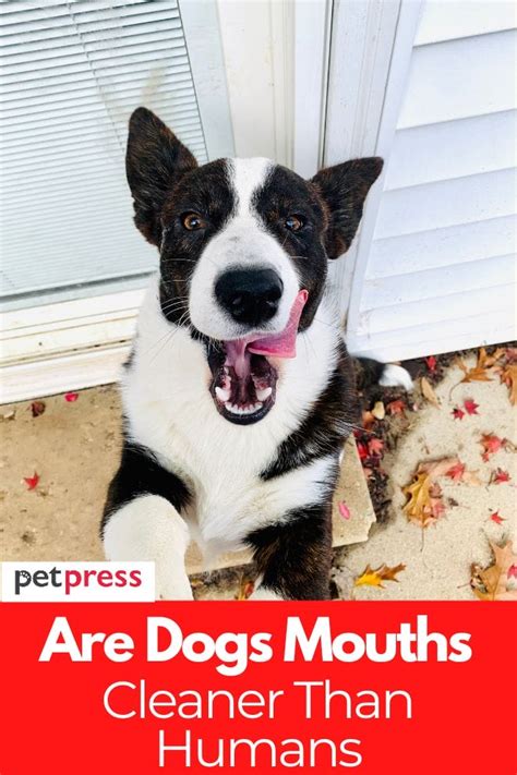 Are Dogs Mouths Cleaner Than Humans The Truth About Dog Hygiene