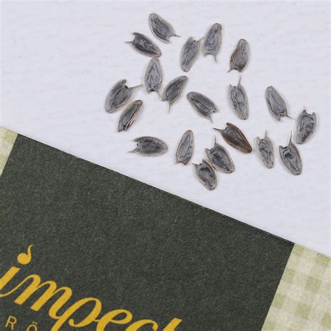 Marylandzinnia Zahara Raspberry Ettåriga Blomsterväxter Zinnia Marylandica Impecta