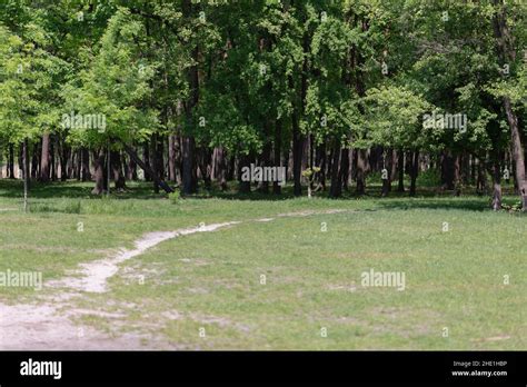 Natural Forest Background With Trunks And Greenery Of Trees Or Reserved