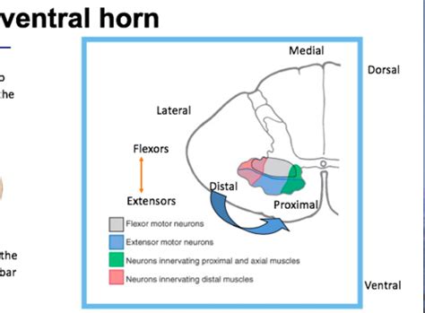 Anatomy 403 Neuro Flashcards Quizlet