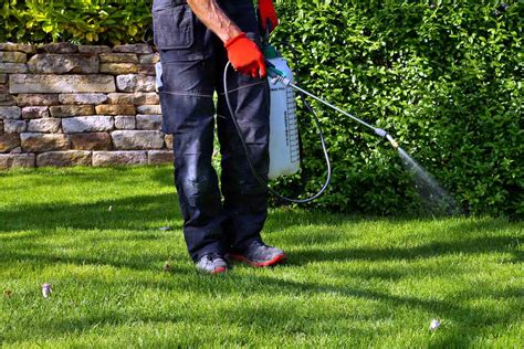 How To Get Rid Of Weeds On Grass Storables