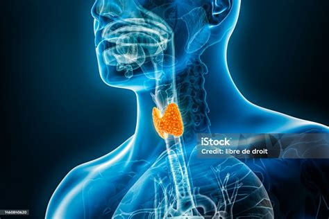 Xray 갑상선 기관 3d 렌더링 그림에는 남성의 신체 윤곽이 있습니다 인체 해부학 의료 내분비 시스템 생물학 과학 의료 개념