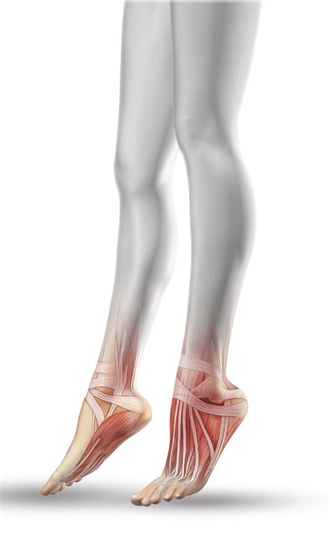 Decreasing Big Toe Pain In Ballet Dancers A Focus On Fhl Tendonitis