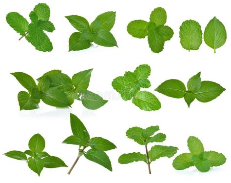 Fresh Mint And Basil Leaves On White Background Stock Image Image Of