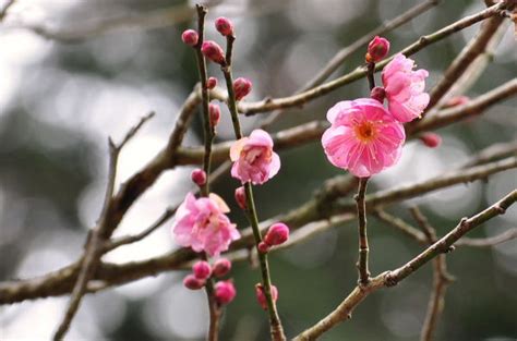 立春 吉野梅園