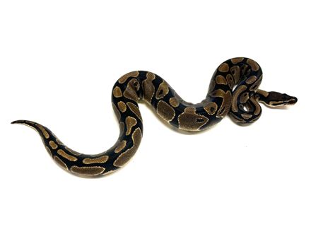 Juvenile Ball Python Female Scales And Tails Of Ohio
