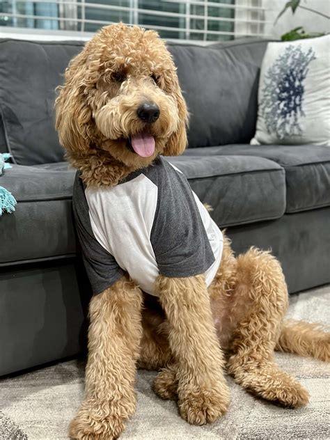 Medium F1b Goldendoodle Stud Dog In South Bay The United Arab