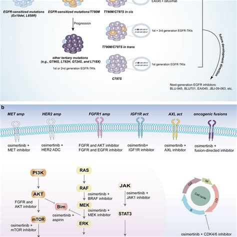 Ongoing Trials For Egfr Mutated Nsclc Patients With Osimertinib