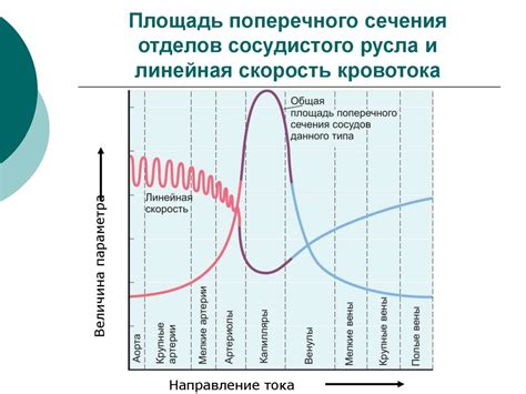 Физиология сердечно сосудистой системы презентация онлайн