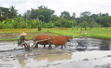 발리 농부가 서서 두 마리의 붉은 소와 함께 논에서 일합니다 2명에 대한 스톡 사진 및 기타 이미지 2명 가축 남성 Istock