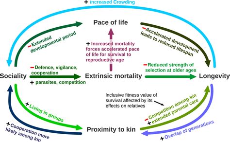 Primary Ways In Which Sociality Influences The Evolution Of Longevity Download Scientific