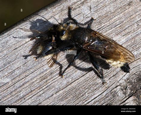 A Yellow Murder Fly Or Yellow Robber Fly With A Bumblebee As Prey Stock
