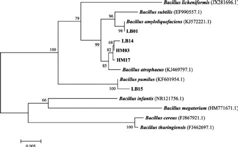 Phylogenetic Relationship Based On 16s Rrna Sequences Of Bacterial
