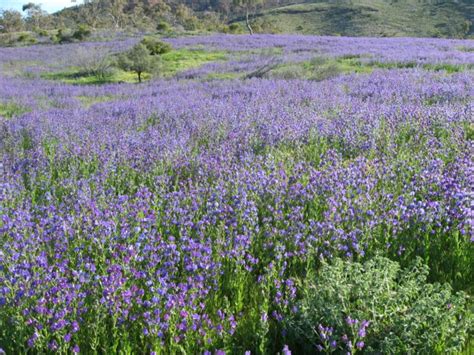 Weedscan A New Weapon In The War Against Weeds Centre For Invasive