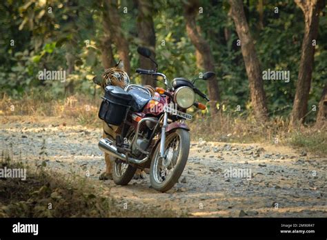 This Is Interesting India THESE INCREDIBLE Images Show How Curious