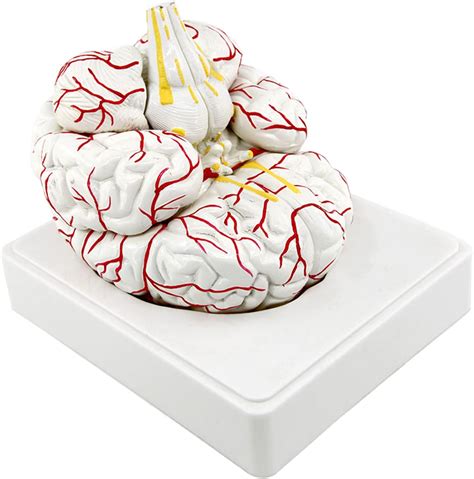 Jp 正確な脳モデルモデル解剖学的解剖脳モデル実物大解剖学校教育ツール、b 産業・研究開発用品